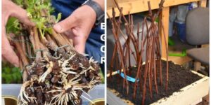 How to Grow Grape Vines from Cuttings: A Simple Step-by-Step Guide for ...