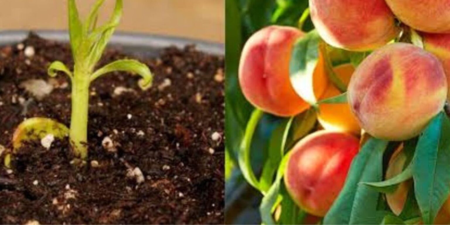 How to Grow a Peach Tree from Seeds at Home: A Step-by-Step Guide to ...