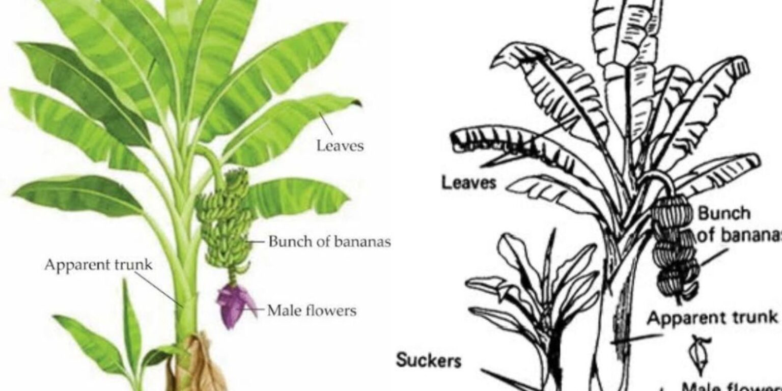 Understanding the Anatomy of a Banana Plant: Key Parts of Its ...