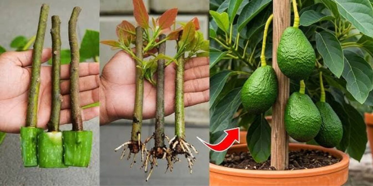 How to Grow Avocado Trees from Cuttings: The Ultimate Step-by-Step ...
