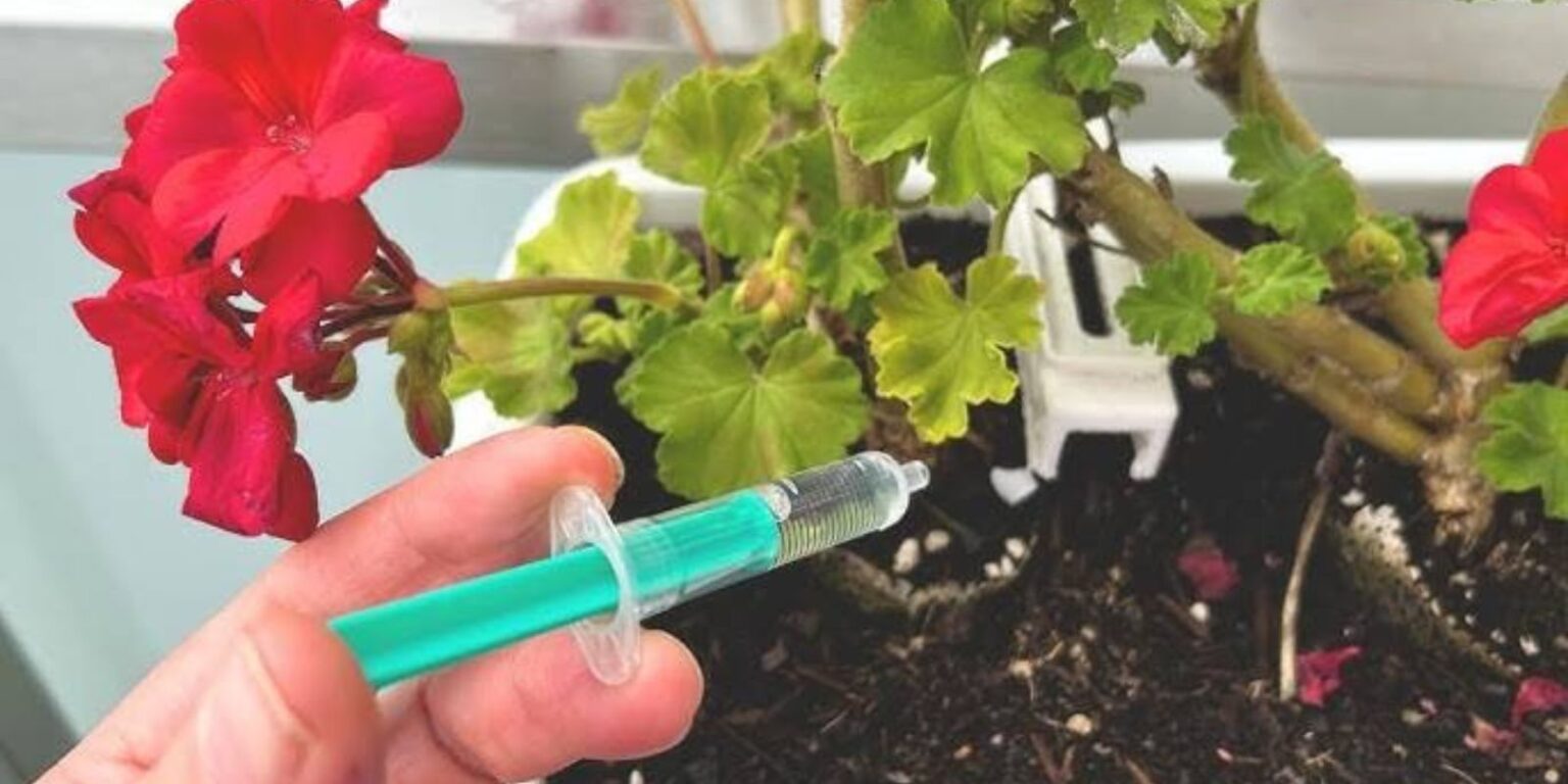 The Secret to Accelerating Plant Growth: How a Simple Trick Can Make ...