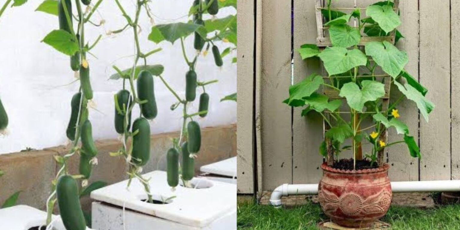 How to Grow the Best Baby Cucumbers at Home in Containers: A Complete ...
