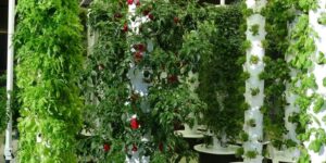 80 Plants You Can Grow with Vertical Towers: A Game-Changer for Your ...