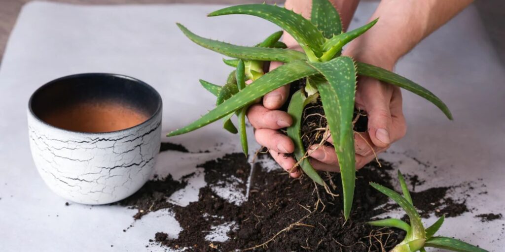 The Ultimate Guide to Growing and Repotting Aloe Vera: Simple Steps for ...