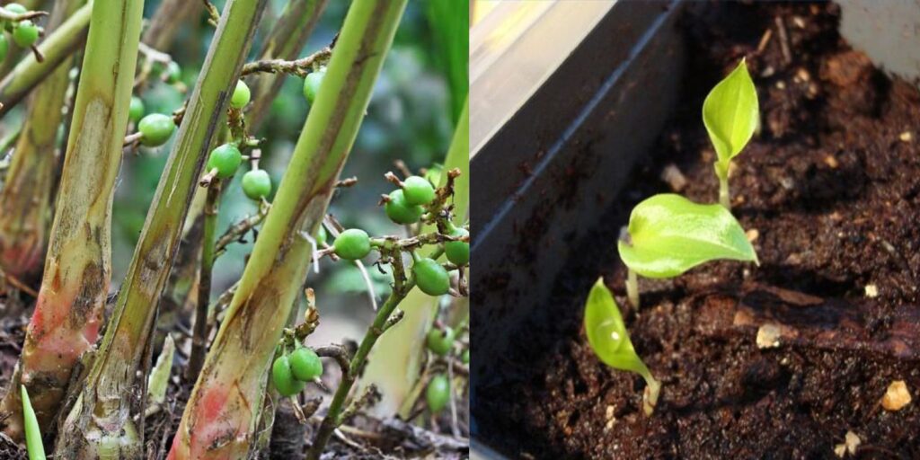 How to Grow Cardamom from Seed: A Complete Guide to Growing this ...