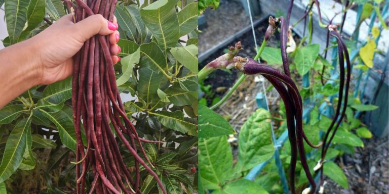 Growing Chinese Red Noodle Yardlong Beans: A Complete Guide to ...