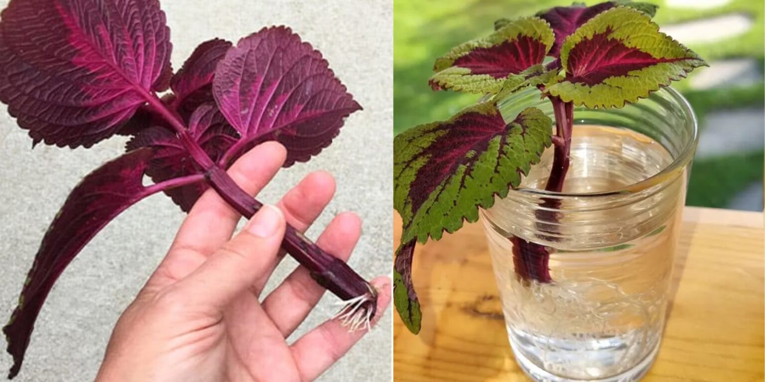 How to Propagate Coleus Cuttings in Soil or Water: A Complete Guide ...