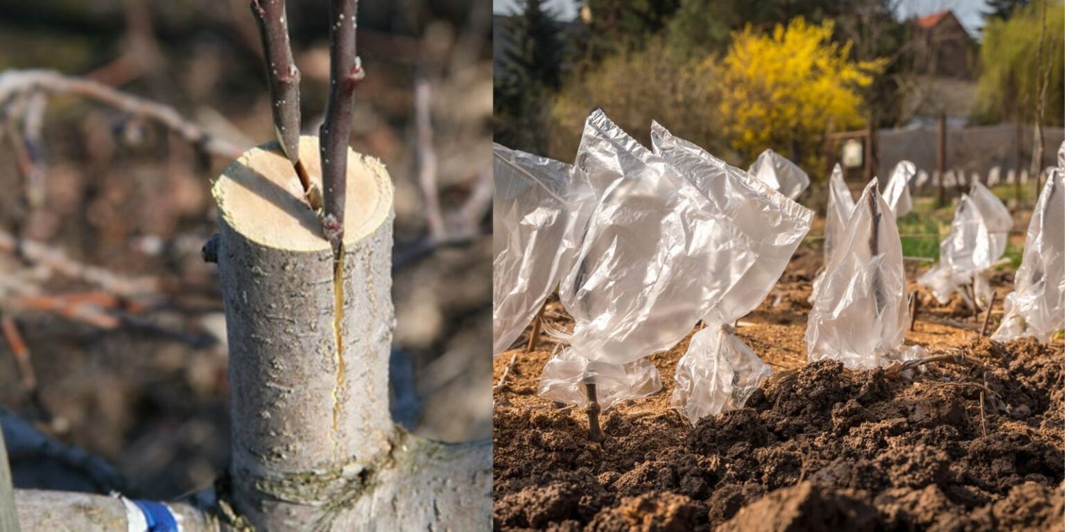 The Best Techniques for Apple Tree Propagation: A Complete Guide ...