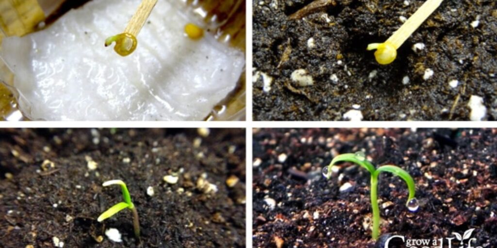 How to Test Seed Germination Before Sowing: A Step-by-Step Guide to ...