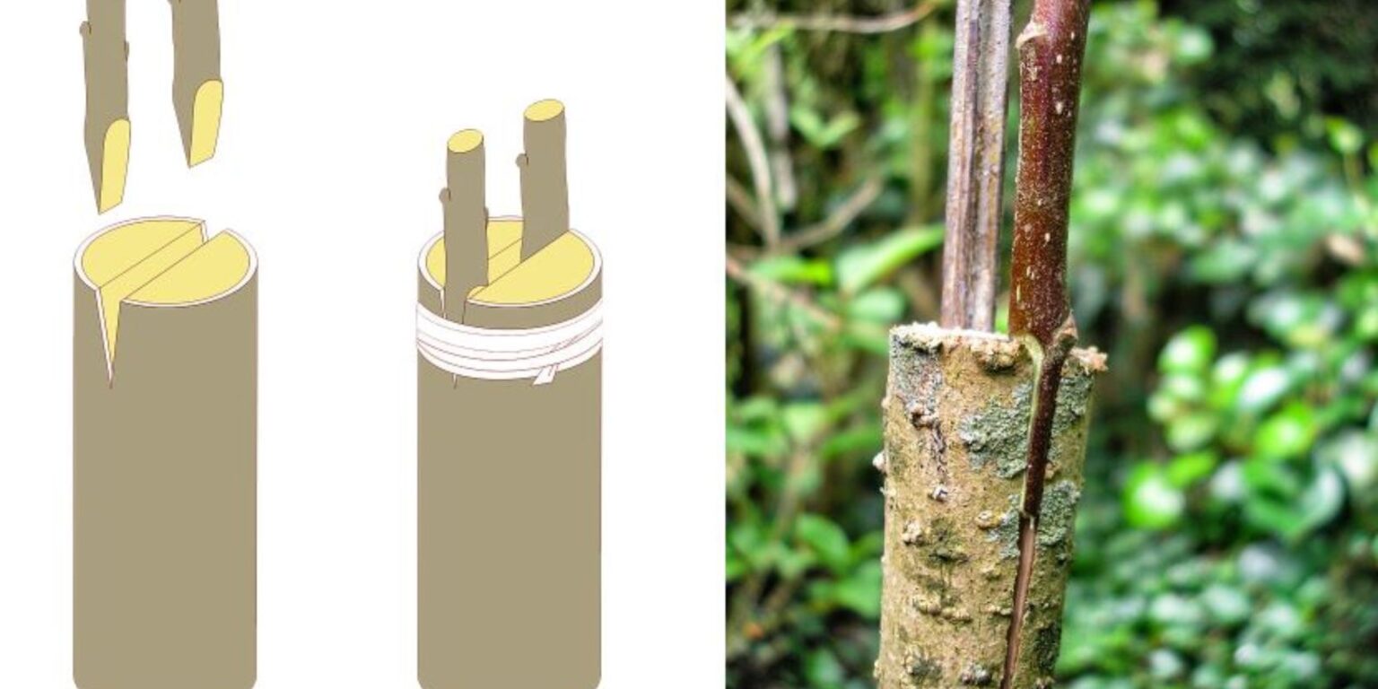 Mastering Grafting: A Guide to Successful Plant Propagation - Natural ...