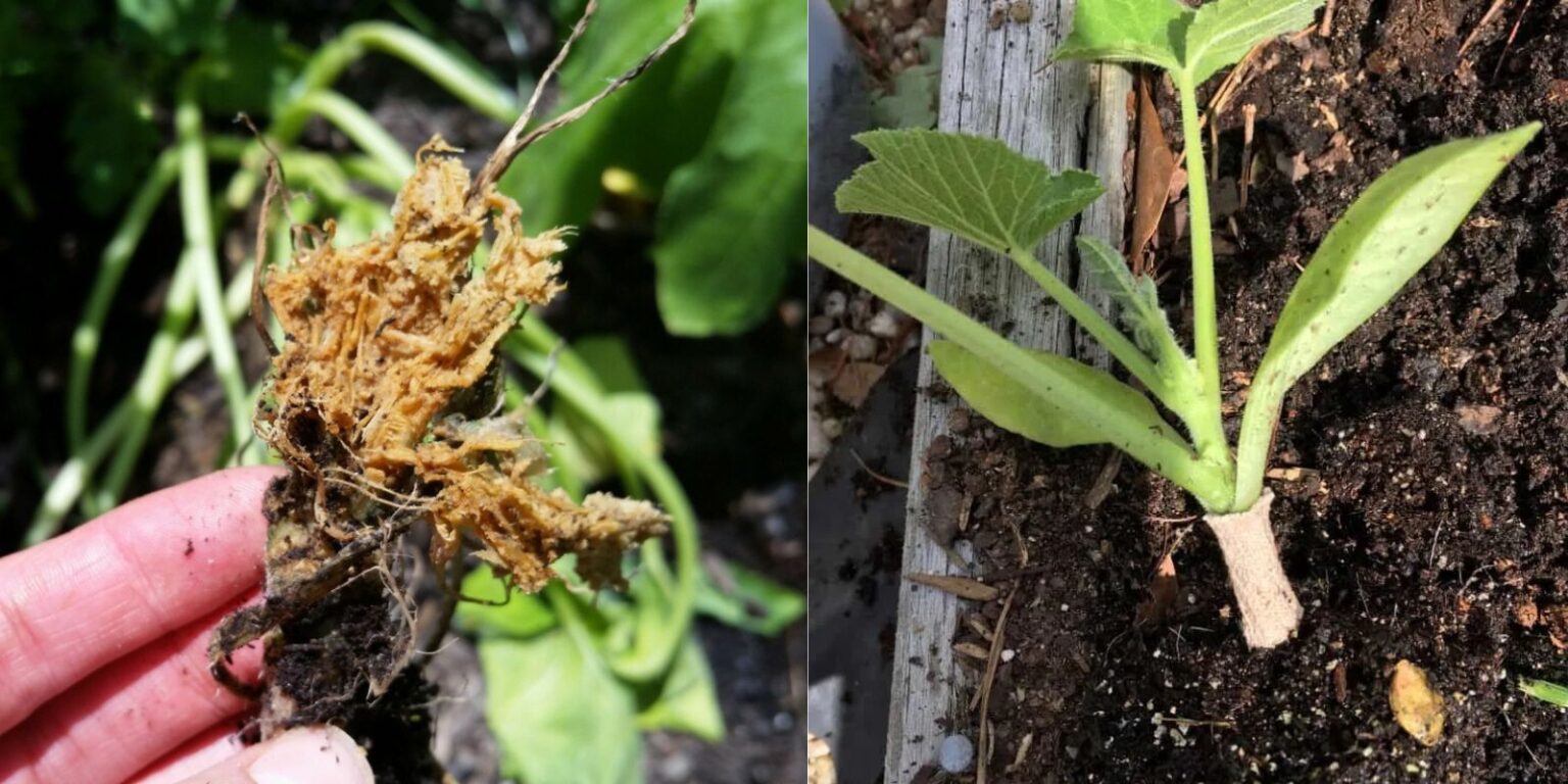 How to Get Rid of Vine Borers for Good – Effective Strategies for ...