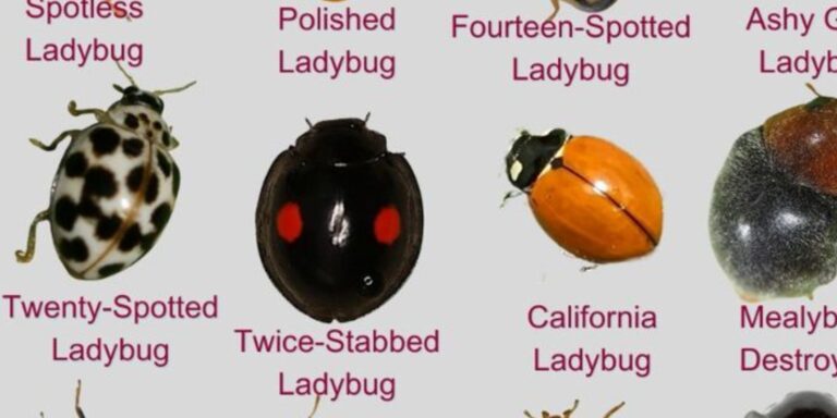 Exploring the Different Types of Ladybugs in the United States ...