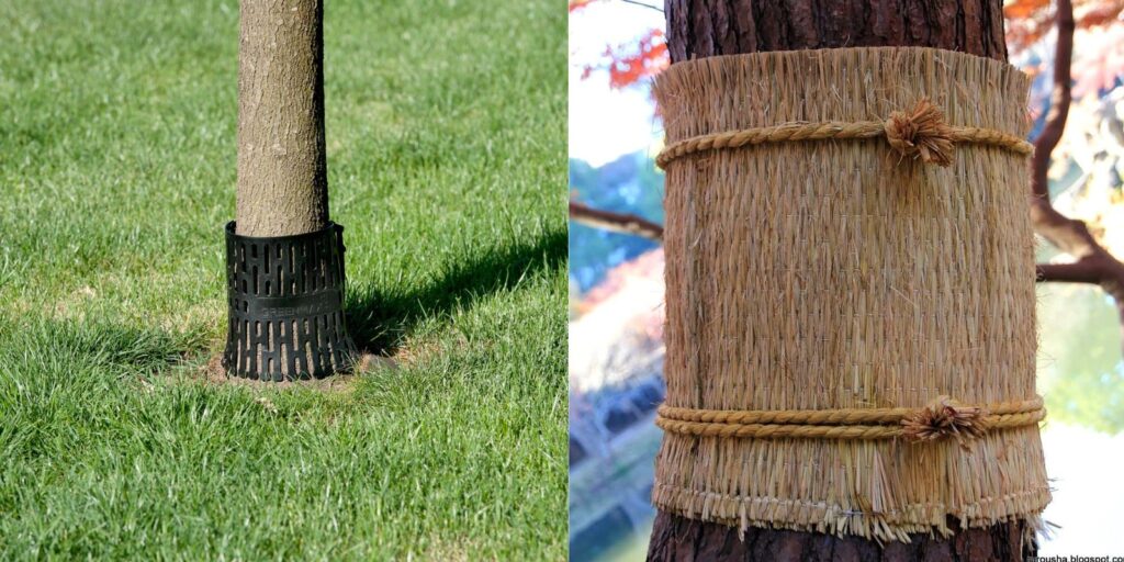 The Ultimate Guide to Trunk Protection: Essential Steps for Healthy ...