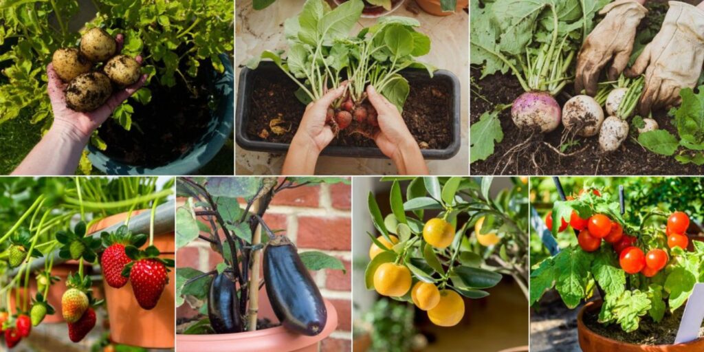 20 Fruits and Vegetables You Can Grow in Pots: A Complete Guide to ...