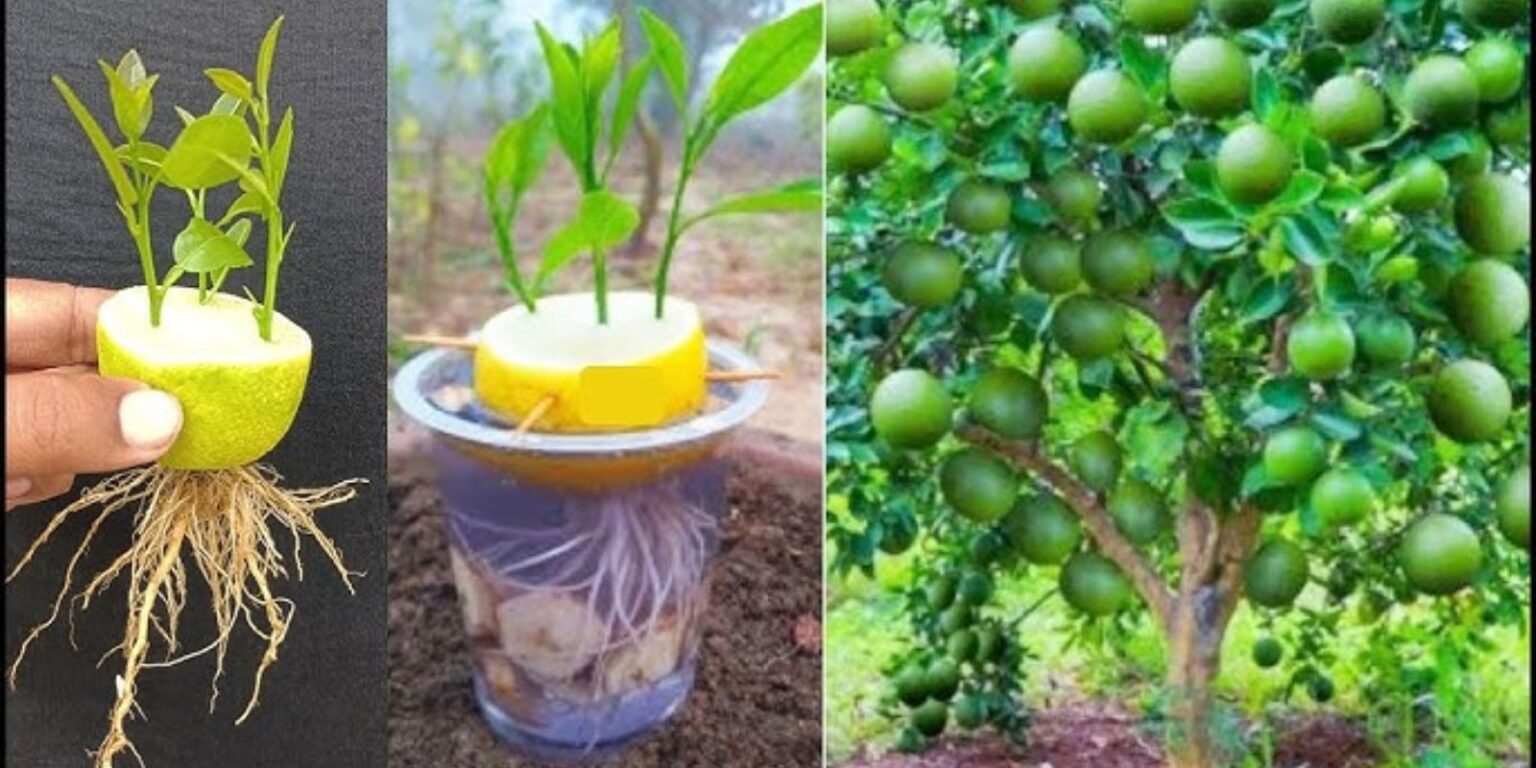Growing Lemon Trees from Lemon Fruit: A Step-by-Step Guide for 100% ...