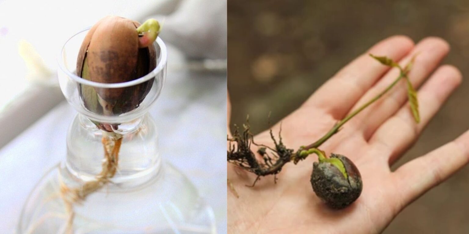 The Easiest Way to Grow an Acorn in Water: A Step-by-Step Guide ...