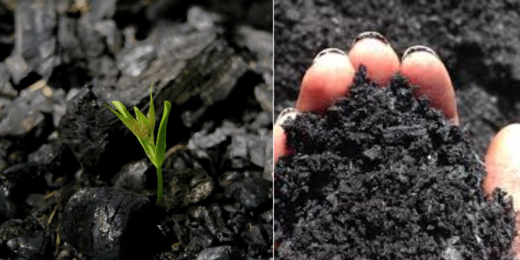 Biochar for Sustainable Soils: A Game-Changer for Your Garden’s Health ...