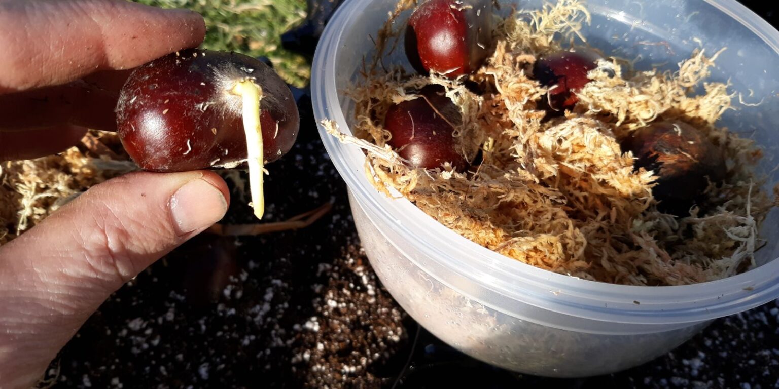 How to Germinate Chestnuts from Seeds: A Step-by-Step Guide to Growing ...