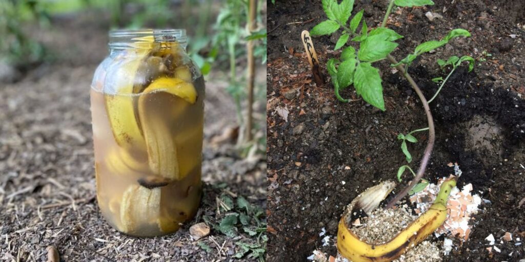 How to Use Banana Peels in Your Compost for a Healthier Garden: A ...