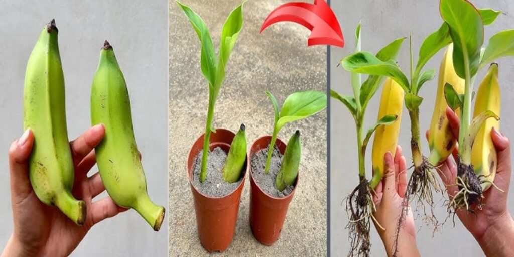 How to Propagate Banana Plants: A Step-by-Step Guide for Thriving ...