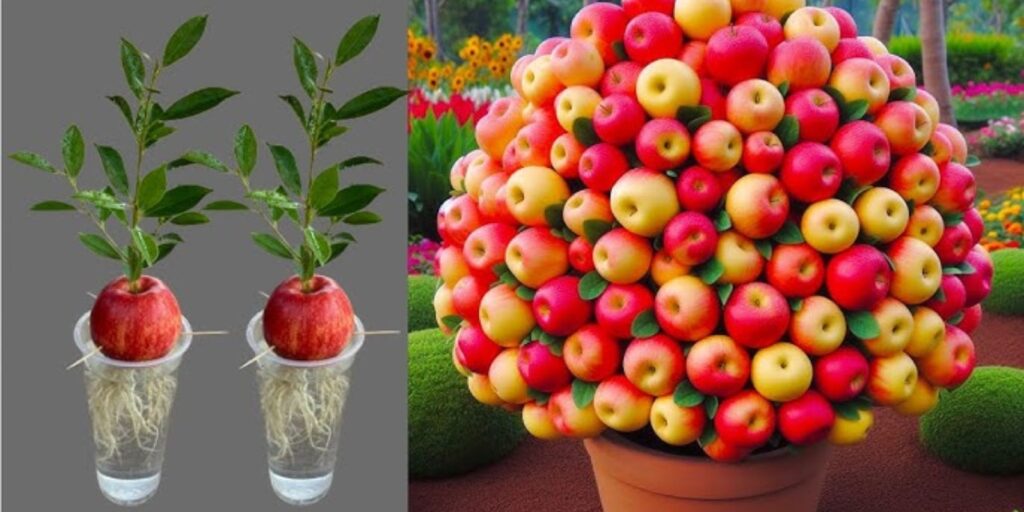 The Best Techniques for Apple Tree Propagation: A Complete Guide ...