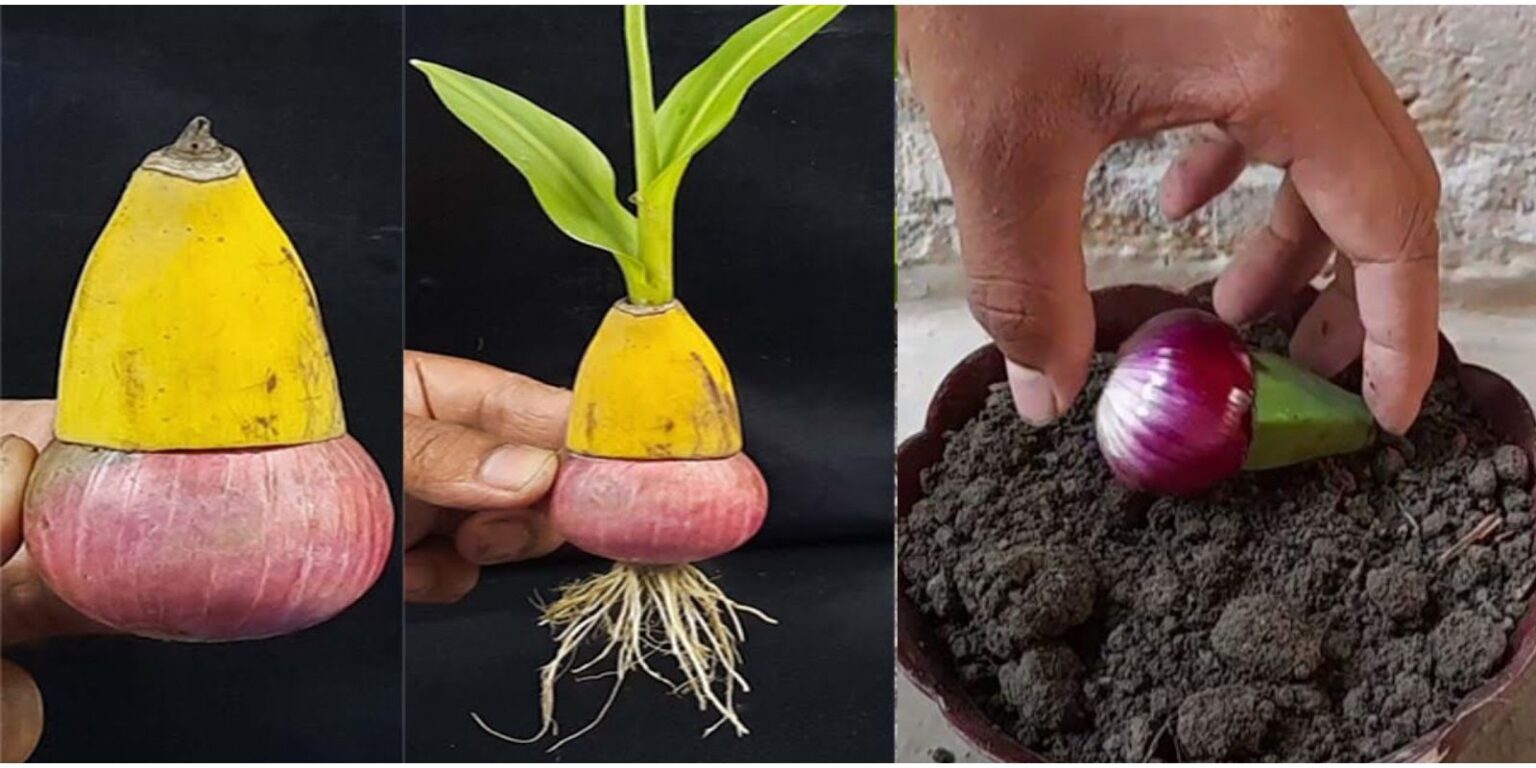 "Supercharging Banana Plant Growth: The Onion Propagation Method ...