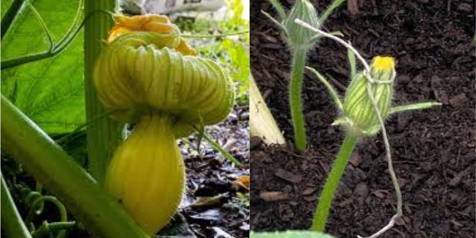 The Ultimate Guide to Giant Pumpkin Pollination: Tips and Techniques ...