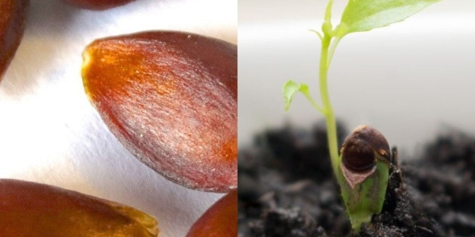 How to Germinate Apple Seeds at Home: A Step-by-Step Guide to Growing Your Own Apple Tree 🍏🌱 ...