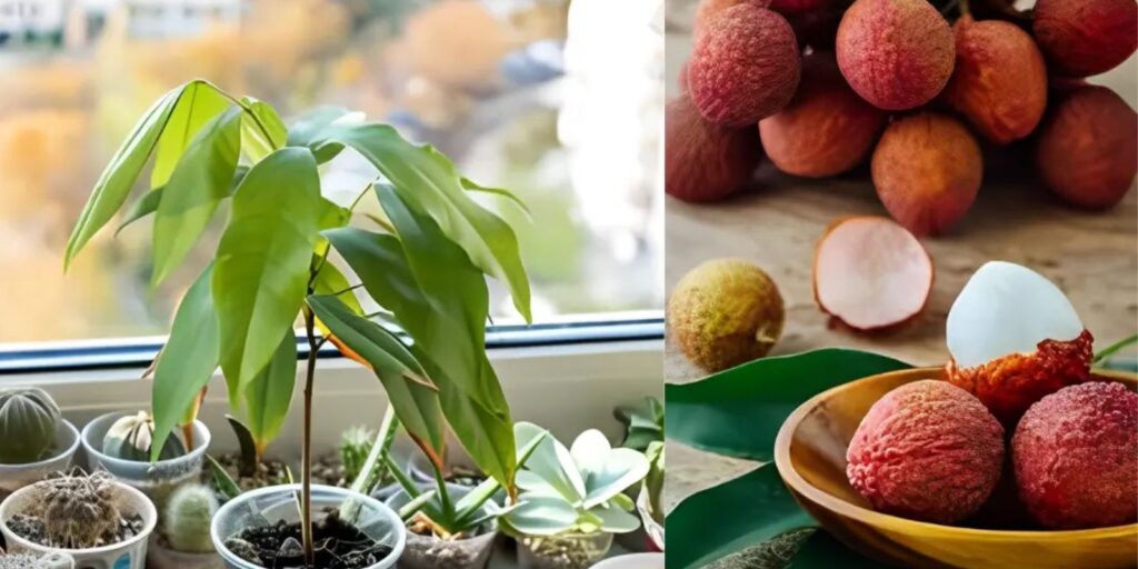 How to Propagate Lychee from Seeds: A Step-by-Step Guide to Growing ...