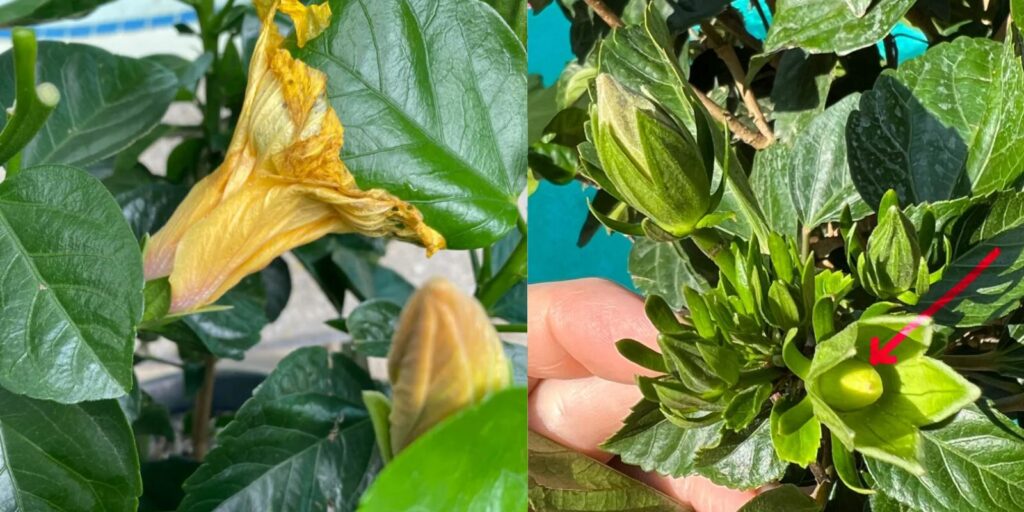 Hibiscus Dying or Struggling? 7 Ways to Revive Your Plant and Bring It ...