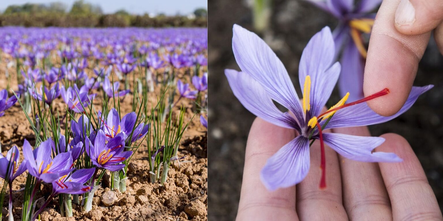 5 of the Most Valuable Crops to Grow in the US for Profit and ...