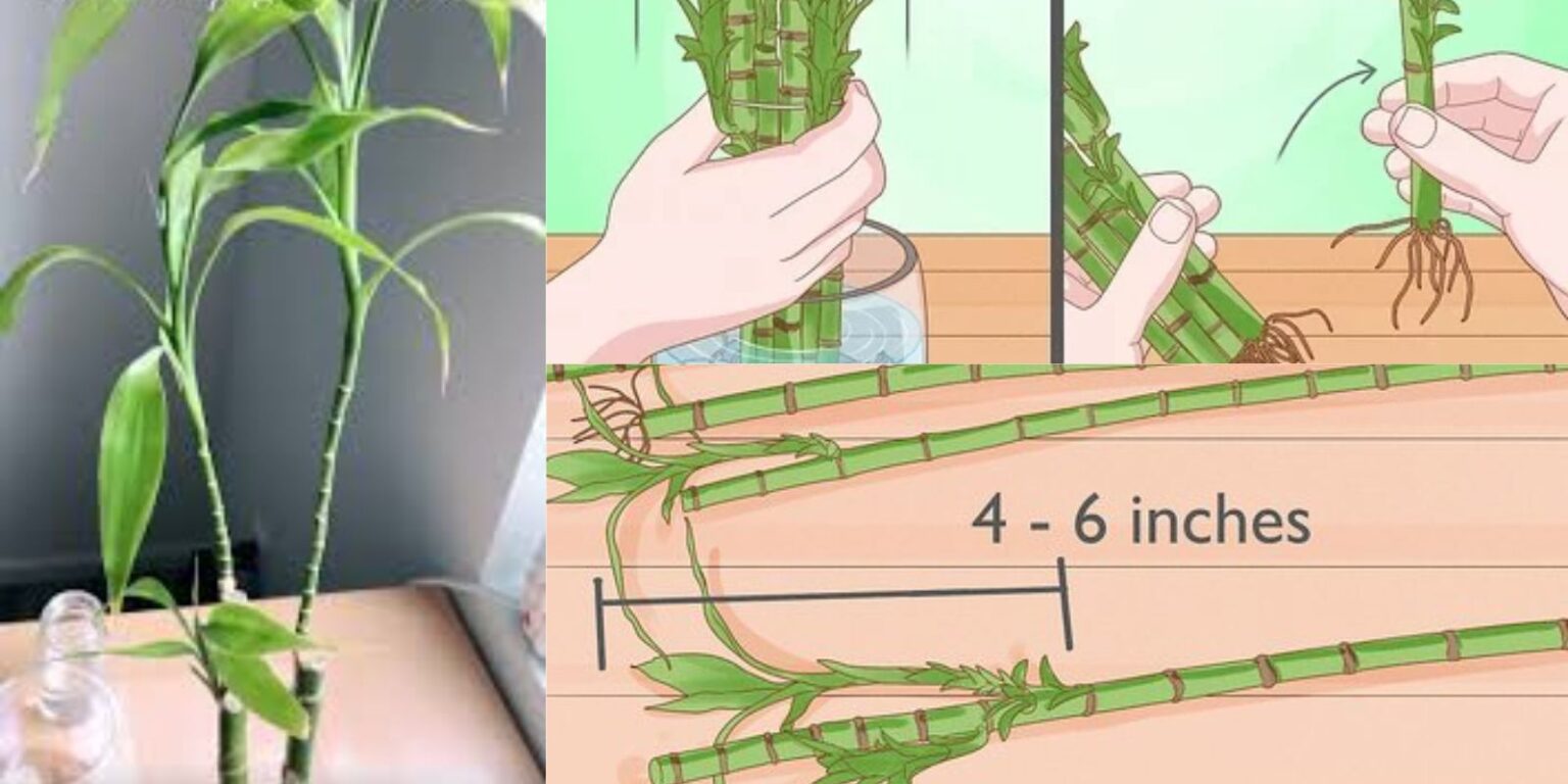 3 Ways to Propagate Bamboo: A Comprehensive Guide to Growing Your ...