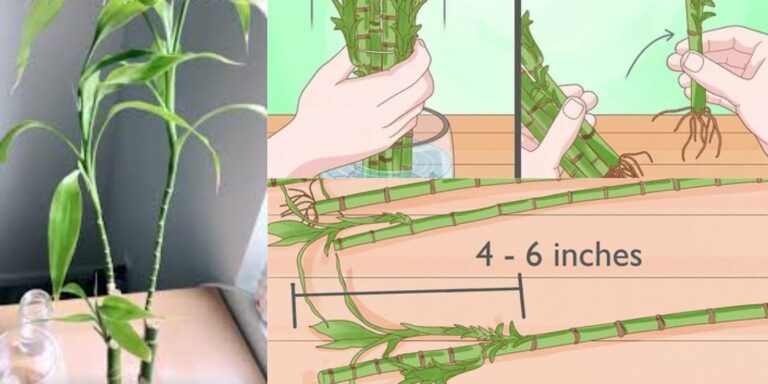 3 Ways to Propagate Bamboo: A Comprehensive Guide to Growing Your ...