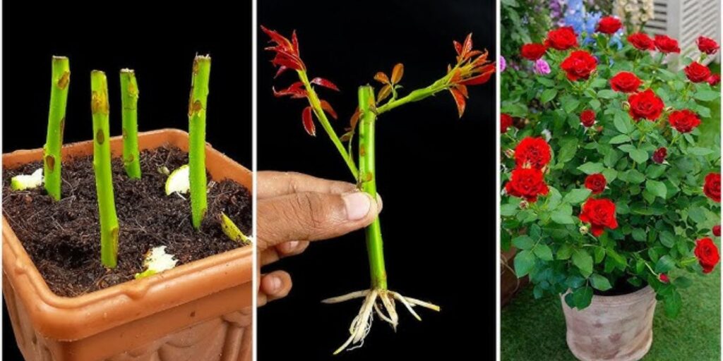 How to Grow Roses from Cuttings: A Complete Guide to Growing Beautiful ...
