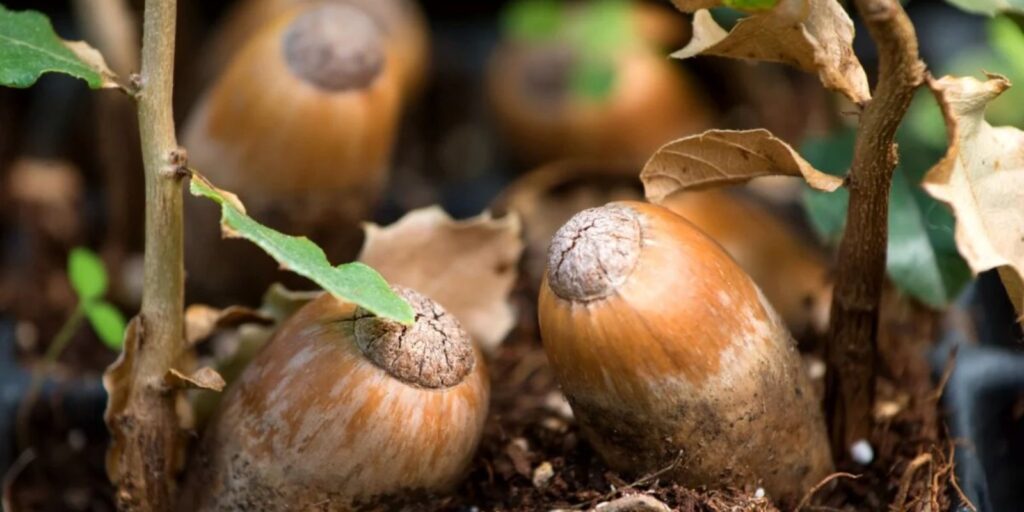 From Tiny Acorns to Mighty Oaks: A Complete Guide to Growing an Oak ...