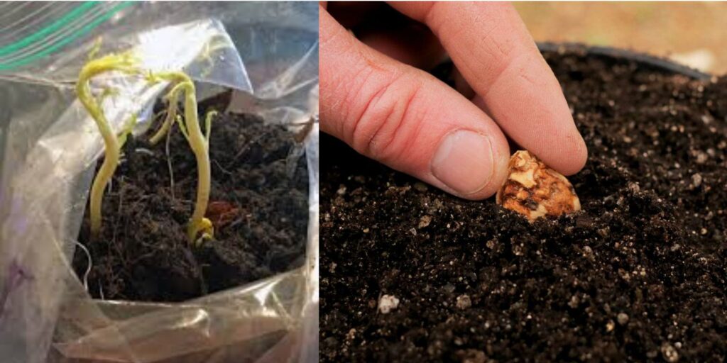 How to Start a Peach Tree from a Pit: A Step-by-Step Guide - Natural ...