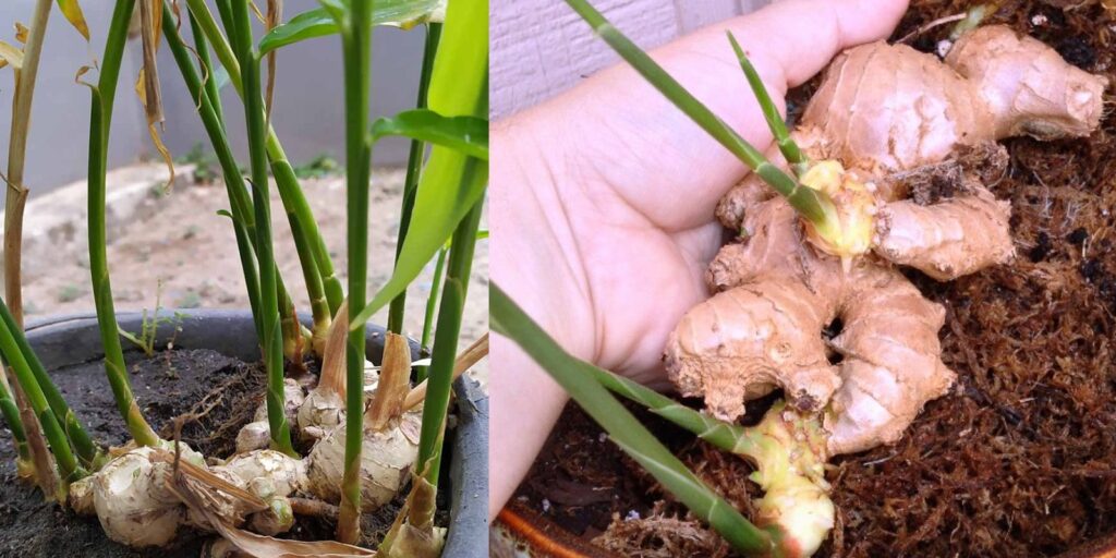 How to Grow Ginger Root as a Houseplant: A Step-by-Step Guide - Natural ...