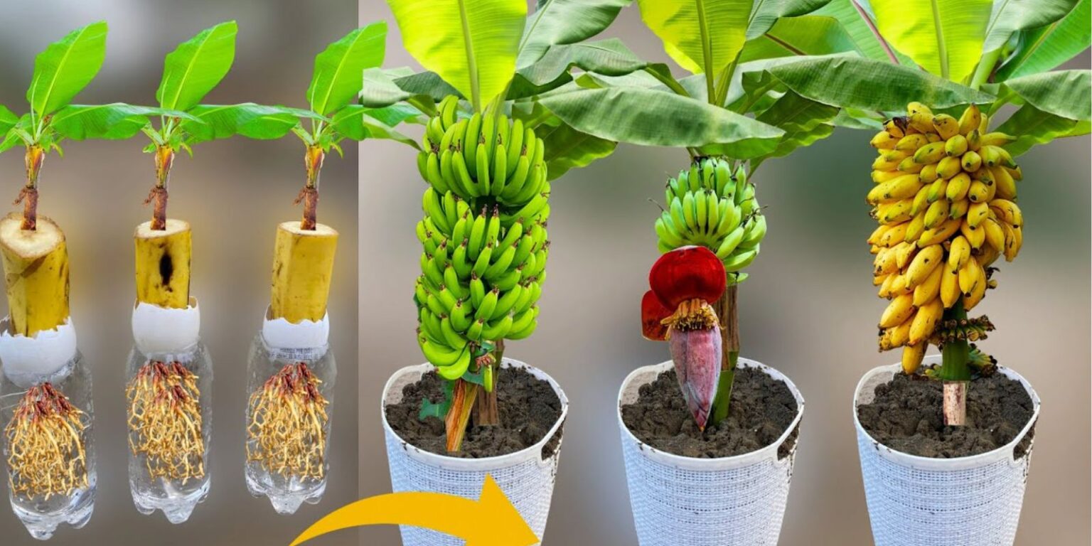 How to Grow Banana Trees from Banana Fruit: A Step-by-Step Guide ...