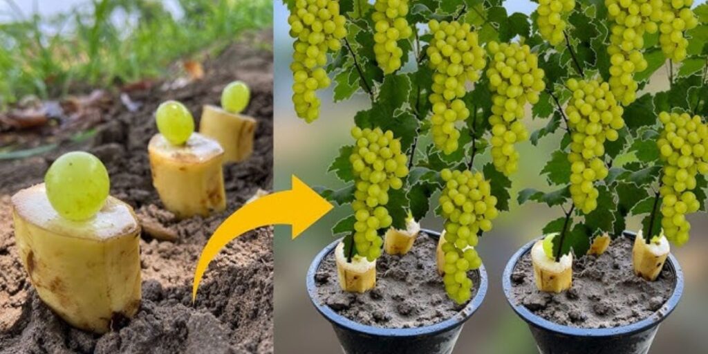 How to Grow and Harvest Grapes from a New Tree: A Complete Guide ...
