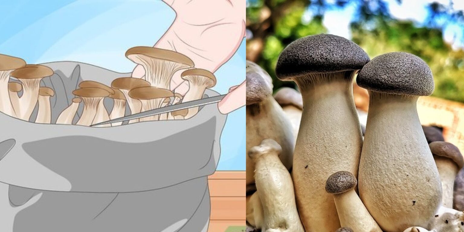 A Complete Guide to Growing King Oyster Mushrooms Indoors - Natural ...