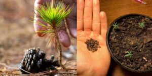 How to Germinate Pine Cone Seeds: A Step-by-Step Guide - Natural Garden ...