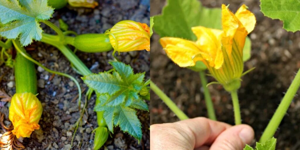 Mastering the Art of Hand Pollination: How to Hand Pollinate Squash in ...