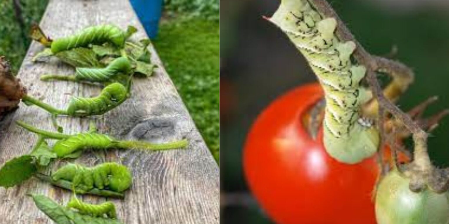 Tomato Hornworm Control: A Complete Guide to Protect Your Tomato Plants 🍅🐛 - Natural Garden Tips