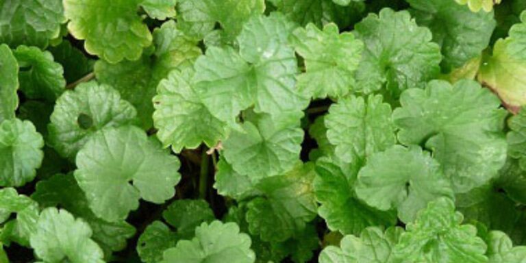 Creeping Charlie: An Overlooked Edible and Its Surprising Benefits ...
