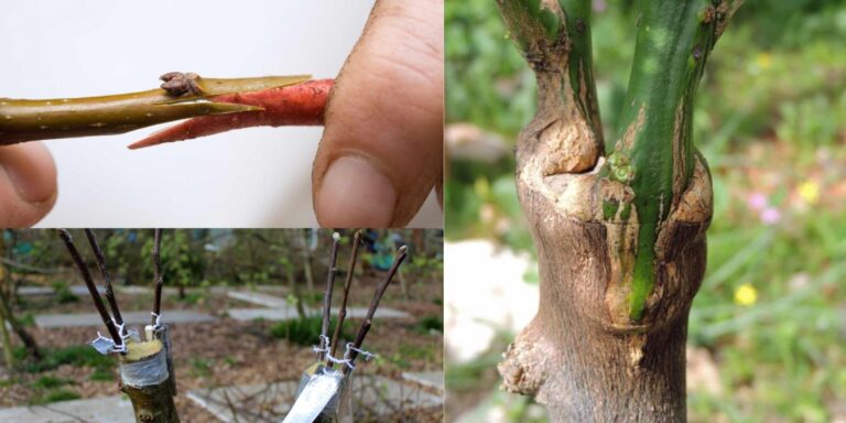 The Best Method to Graft Fruit Trees: A Step-by-Step Guide for ...