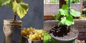 Growing Grapes in Containers: How to Grow Grape Vines in Pots - Natural ...
