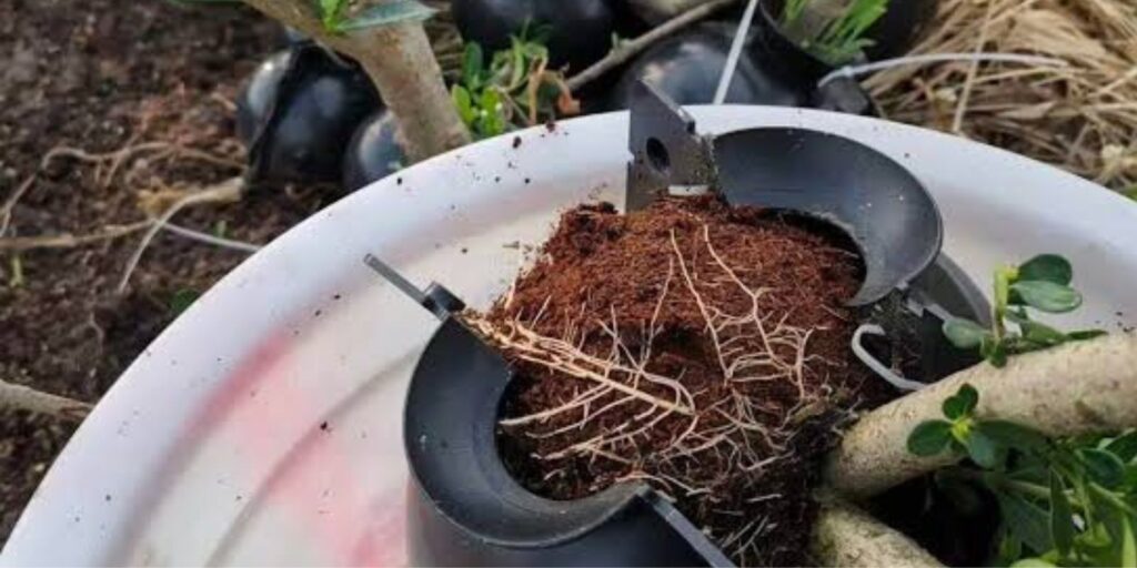 Maximizing Plant Health with a Root Growing Box: The Ultimate Guide ...