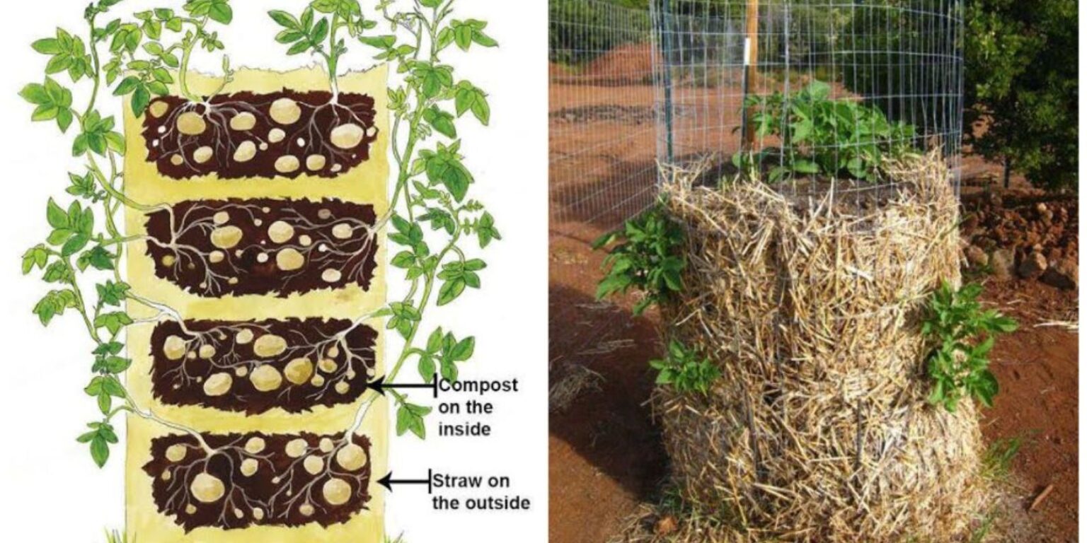 Building a Potato Tower: A Complete Guide to Growing Potatoes ...