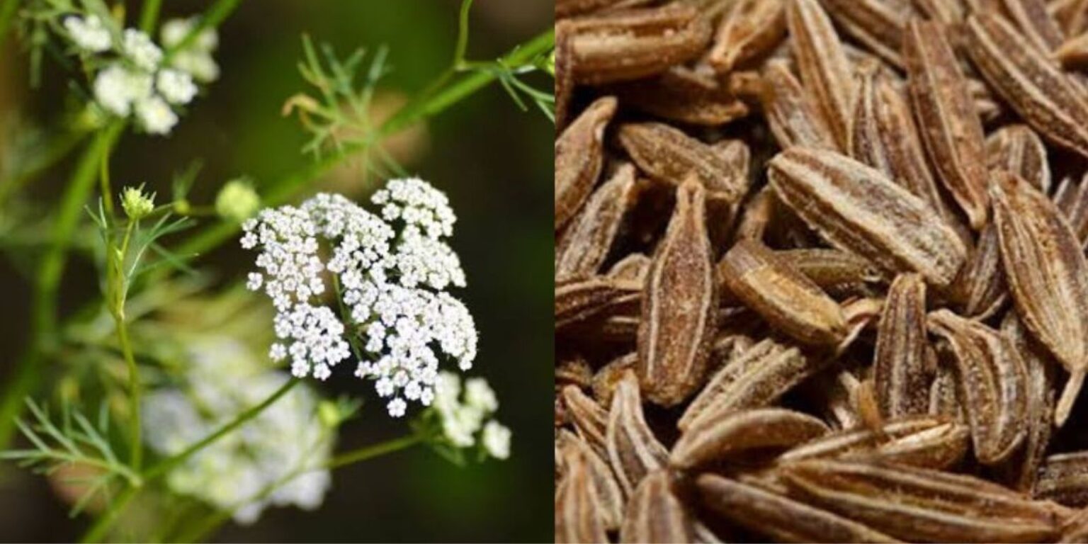 How to Grow Cumin to Spice Up Your Garden: A Complete Guide - Natural ...