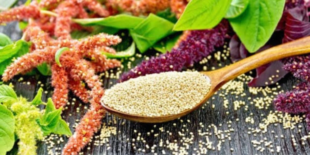 Amaranth: The Little-Known Survival Superfood and How to Grow It in ...